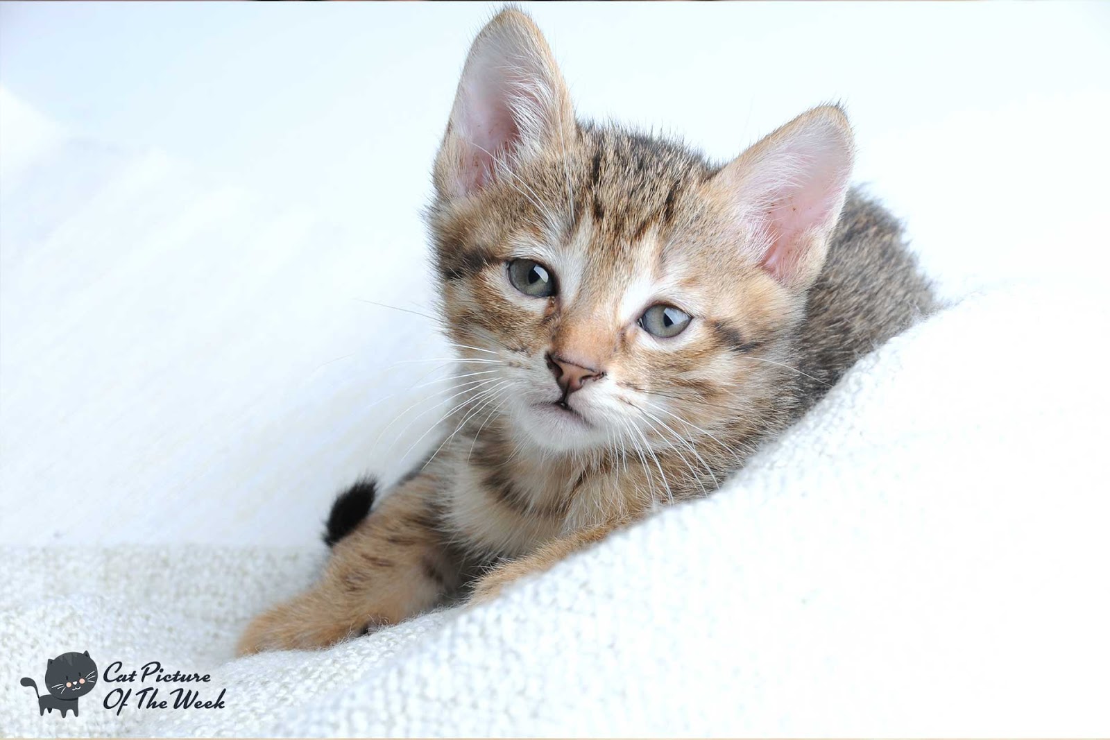 Calm Little Kitten - Cat Picture Of The Week