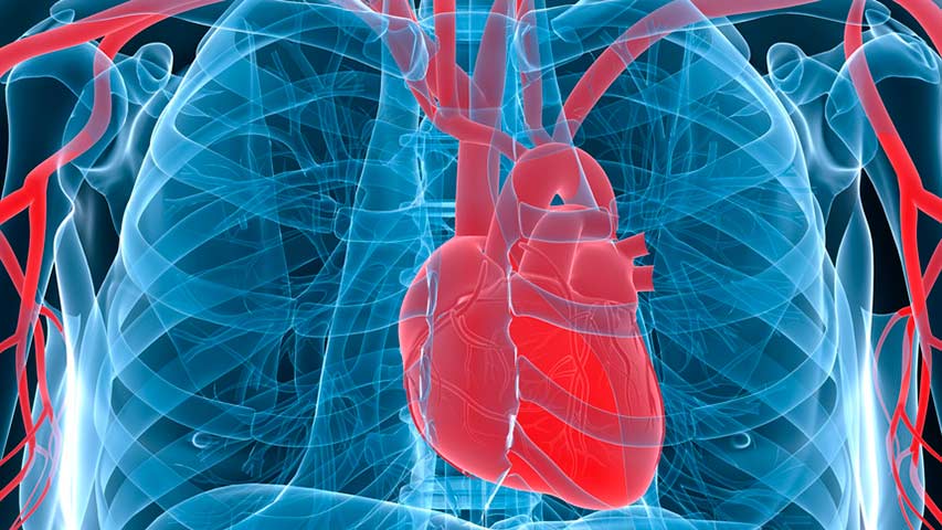 El Parroquiano: Desarrollan el primer “mapa” del corazón humano
