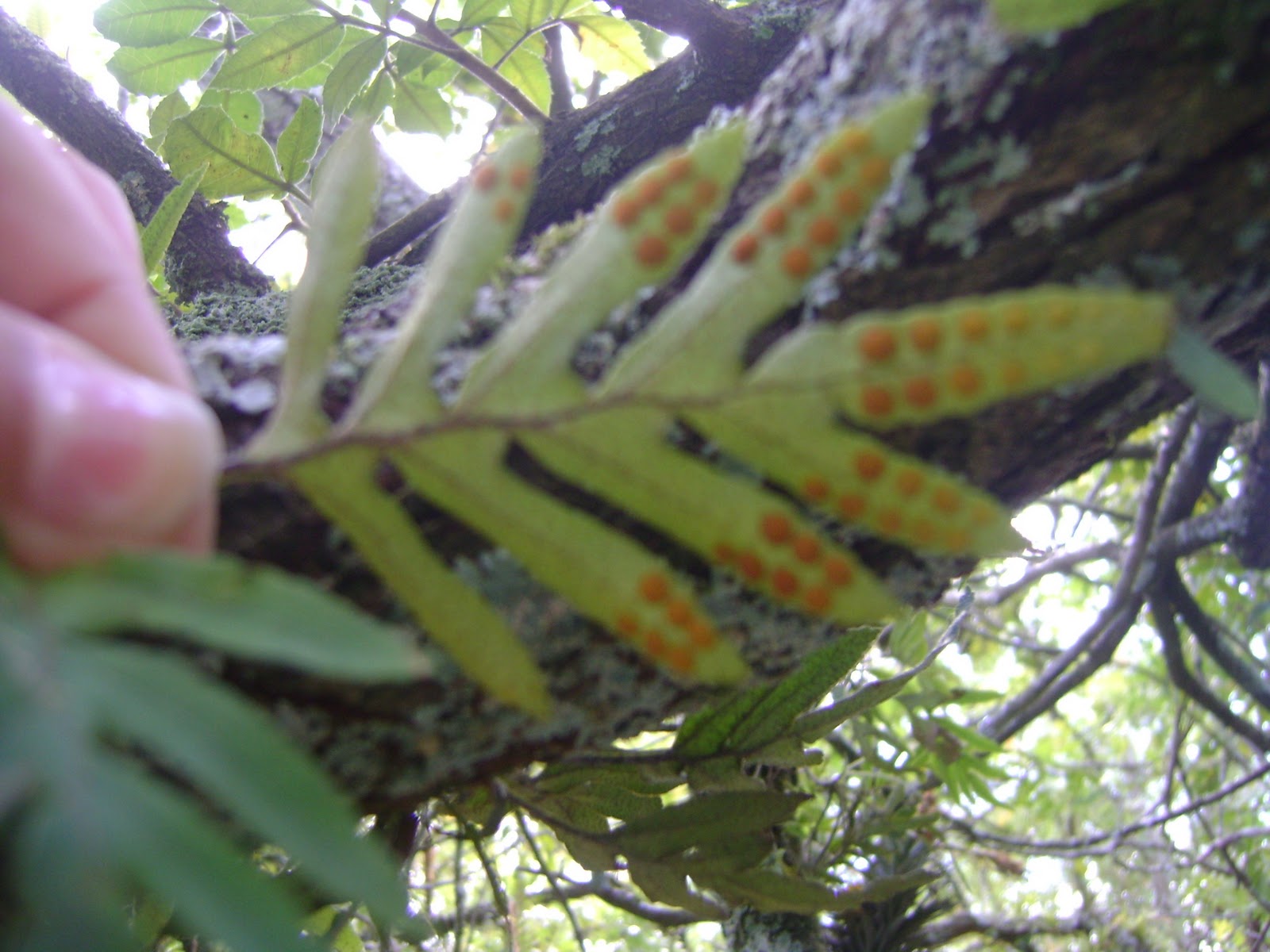 ESTUDANDO CIÊNCIAS...: Reprodução das pteridófitas...