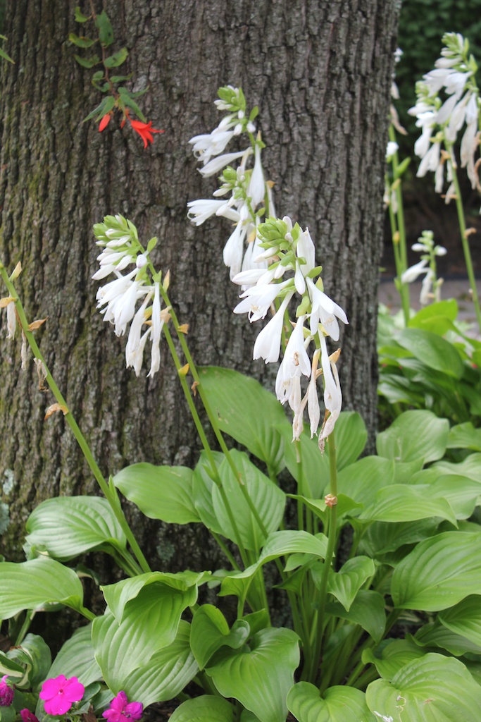 Red House Garden: What's that smell? Fragrant Hostas?!