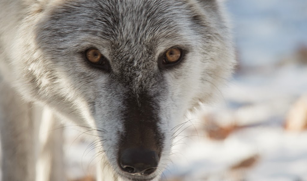 White Wolf : Stunning Closeup Pictures of Wolves Will Reach Into Your Soul
