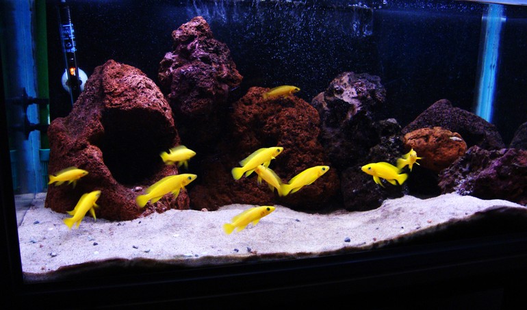 IKAN LEMON ~ Everything About Fish