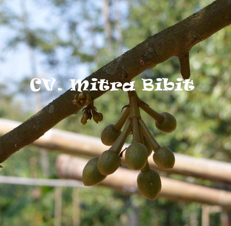 CV. Mitra Bibit: Cara Mempertahankan Bunga Durian Agar Tidak Rontok ...