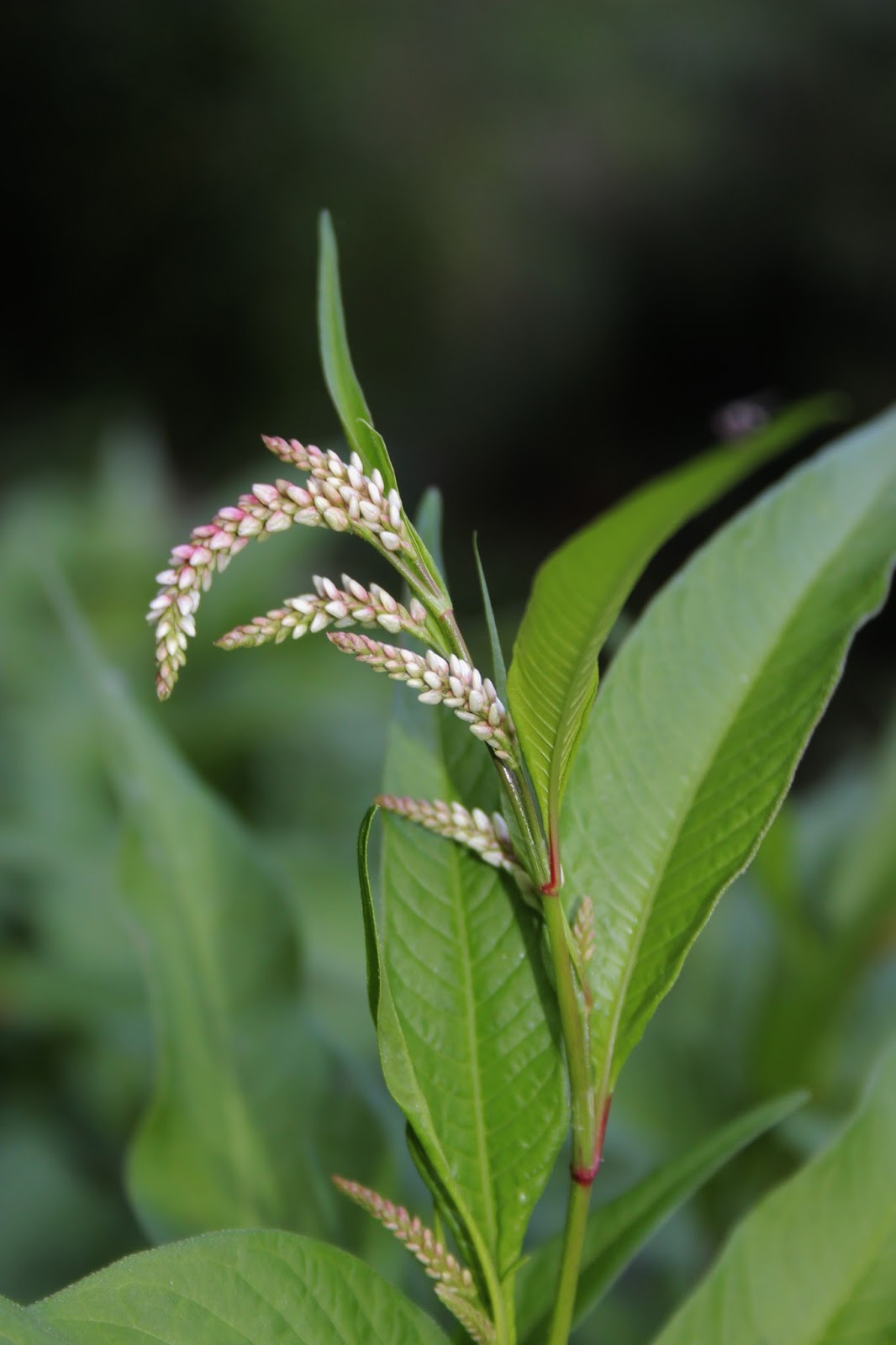 Biodiversity of Cyprus by NGO Protection of the Natural Heritage and ...