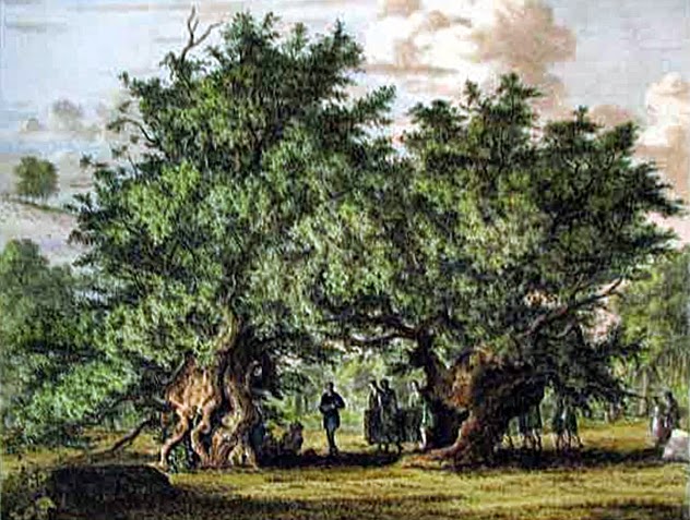 Coffee with the Hermit: One Impressive Yew Tree...!