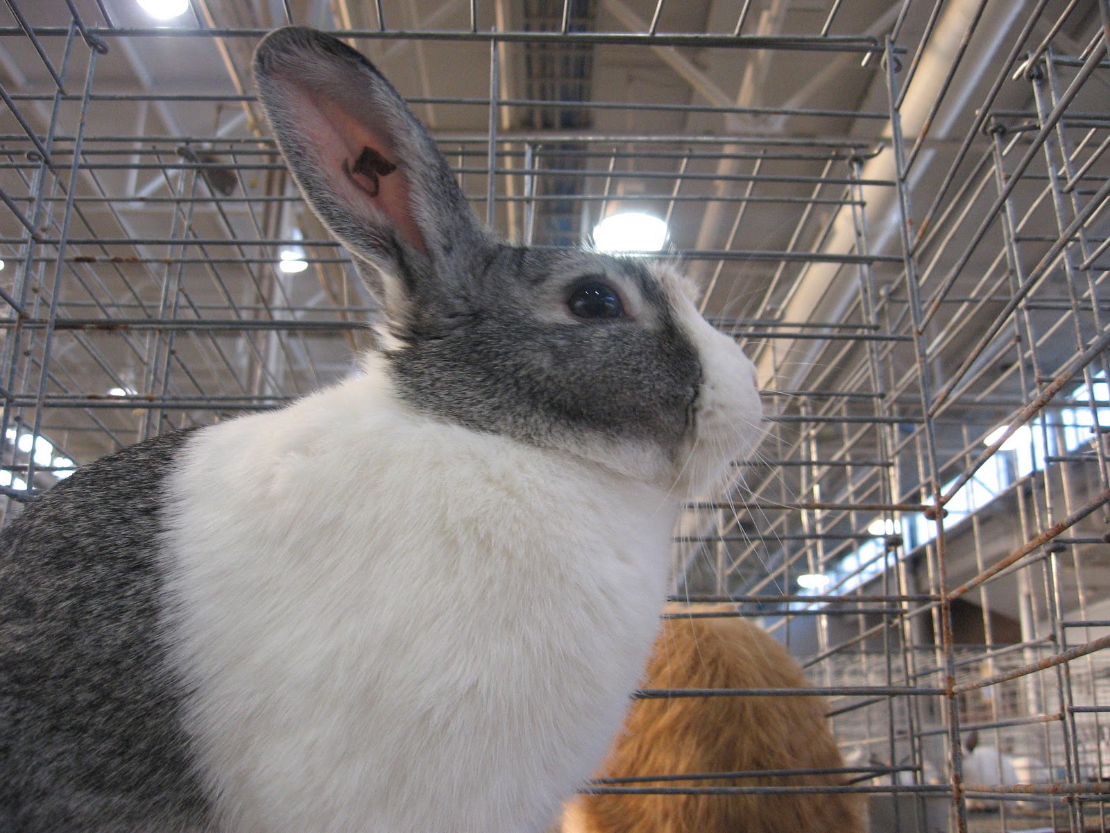 KIRKLAND ACRES RABBITRY AND FARM