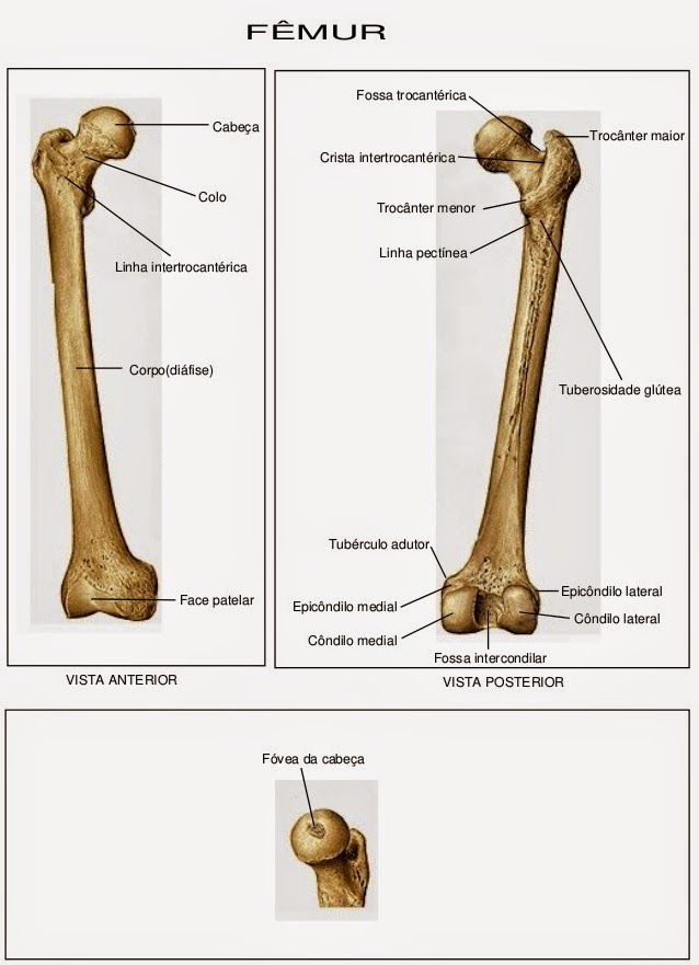 Anatomia dos membros inferiores : Ossos dos membros inferiores
