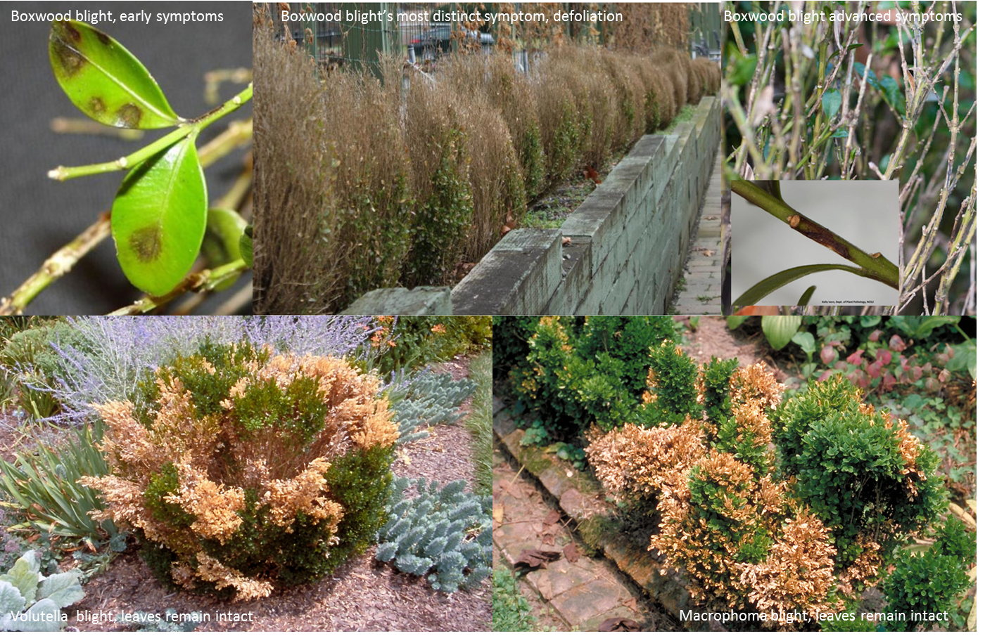 UK - Diseases of Fruit Crops & Ornamentals: Boxwood Blight - Memorable ...