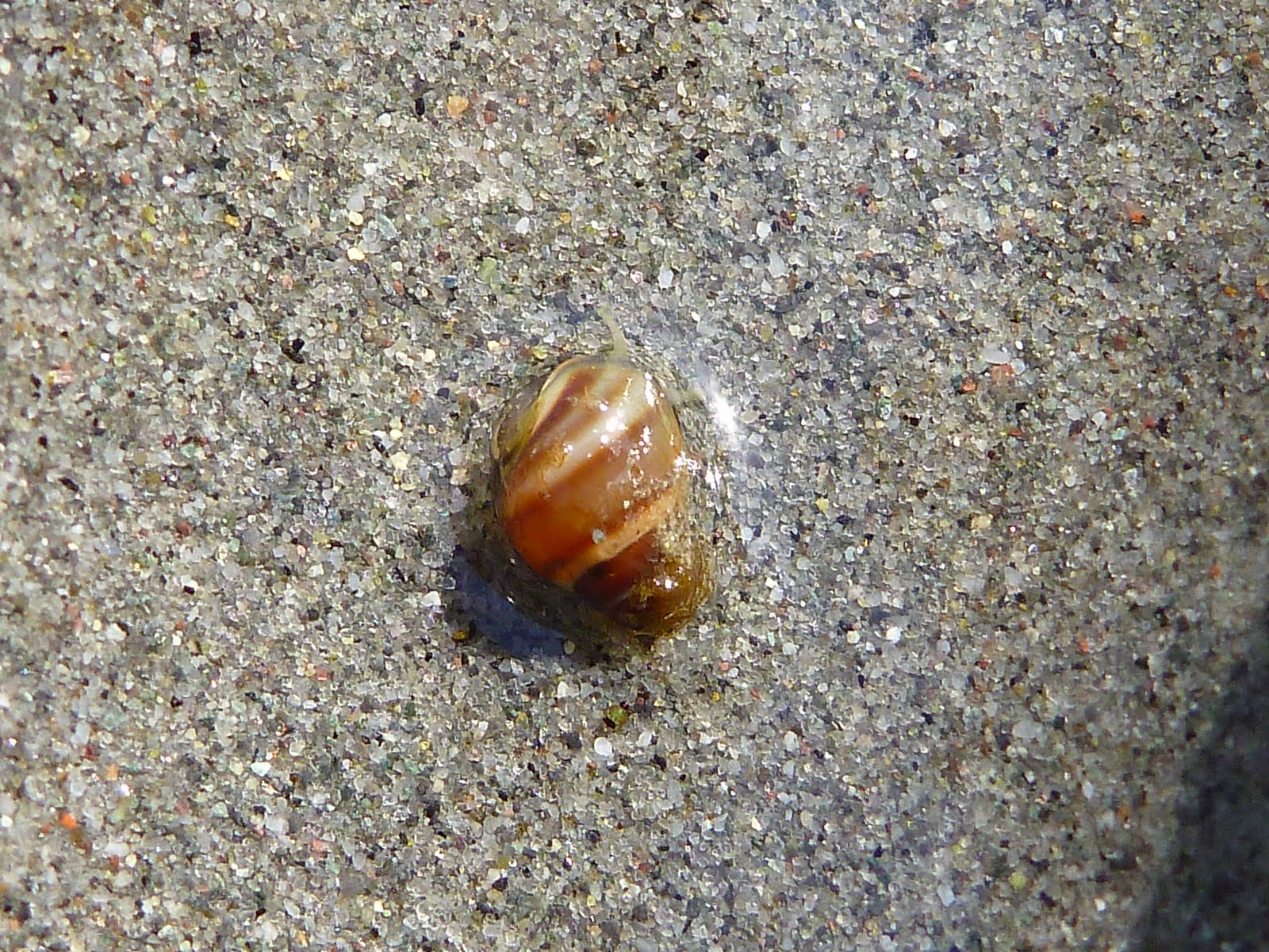 Buzz's Marine Life of Puget Sound: Sand Collar Season....or More Tiny ...