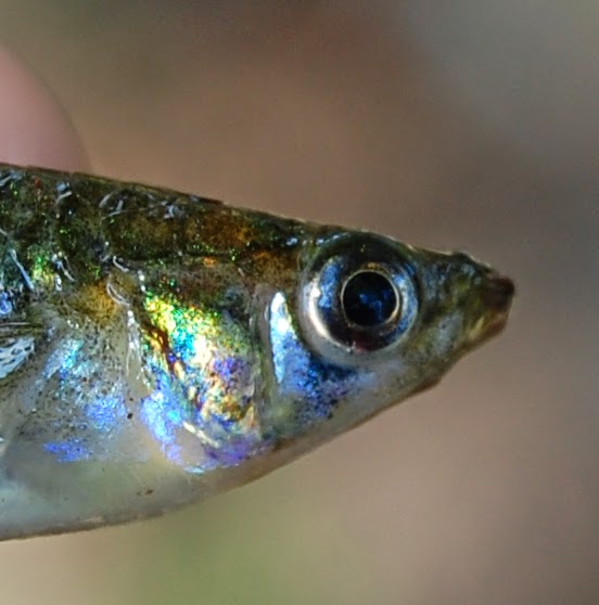 Amohkali Swamp: Melanistic Gambusia Holbrooki?
