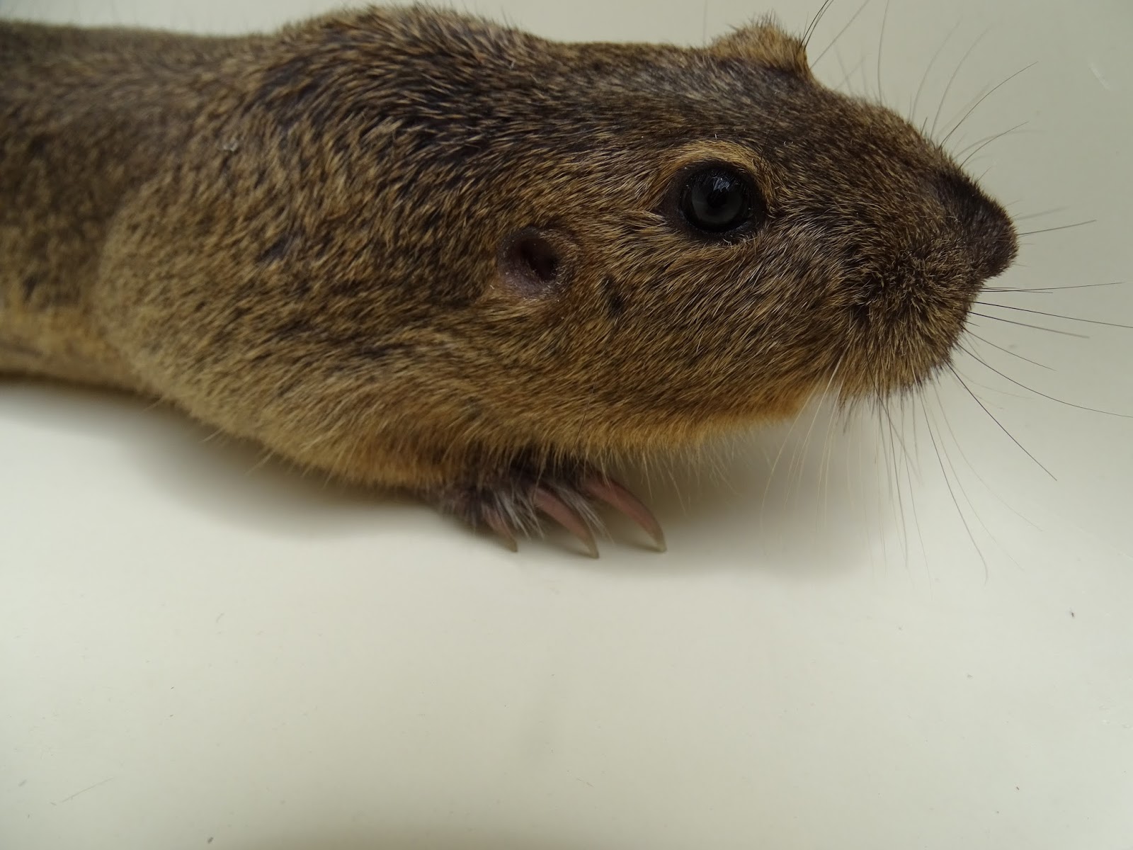 Naturalista Irreverente de Tehuacán: TUZA