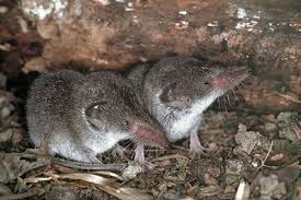 Musaraña común, Crocidura russula