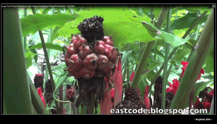 Galeri Pertanian / Perkebunan / Perikanan: Kecombrang / Honje /Kincung ...