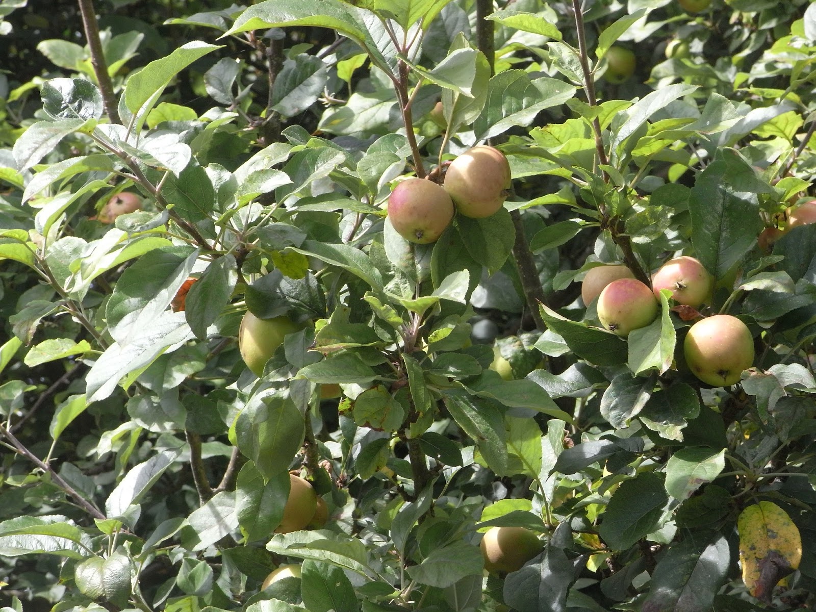 Radical Honey: Meeting the Wilding Tree