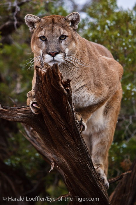 With the Eye of the Tiger: Und für Fortgefahrene...