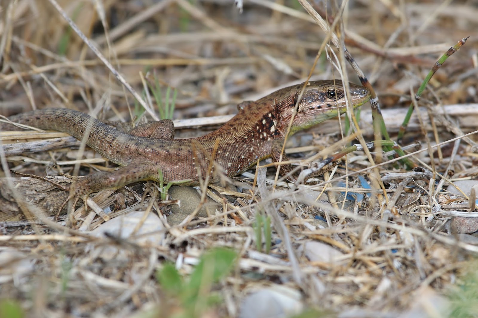 Zac Hinchcliffe's Birding Blog: East of Antalya, Turkey - 3-9 October ...