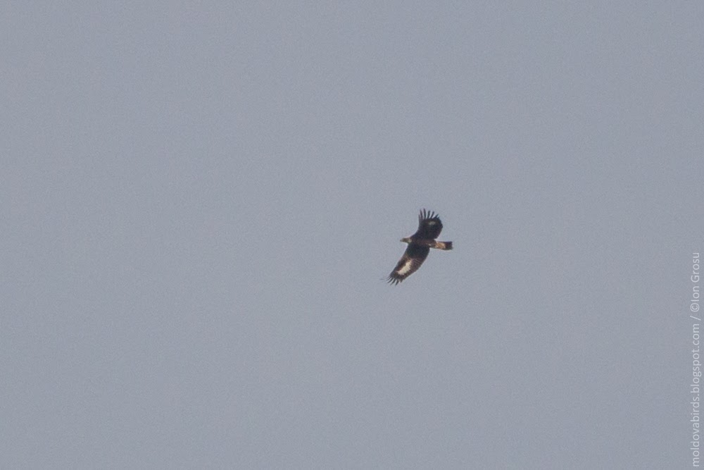 Păsări din Moldova: #167. Pajura