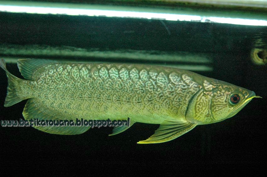 Batik Arowana 图 腾 金 龙: 36cm Batik Arowana in Xian Long Aquatic Shah Alam