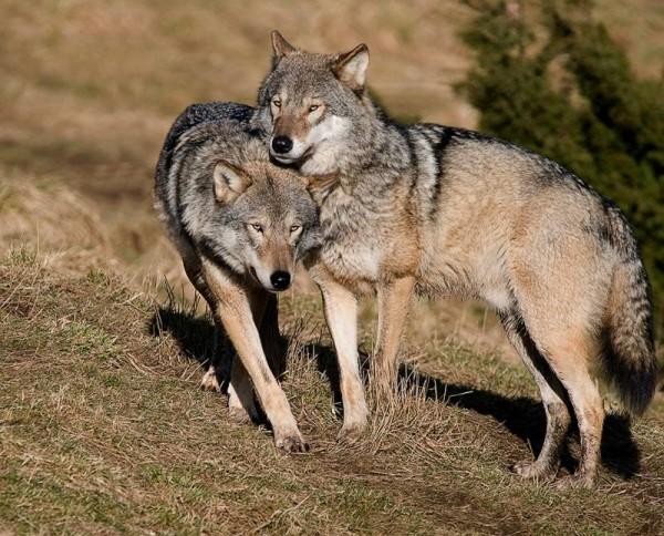 Animal Unique: Eurasian Wolf