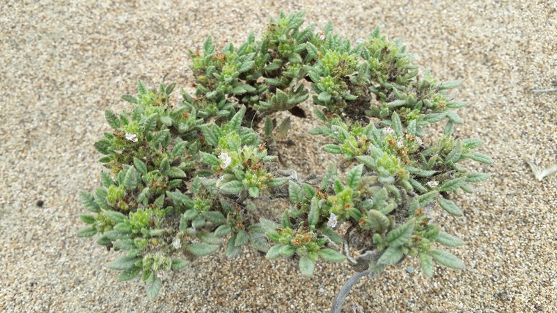 Loma Reque: FLOR DE ARENA