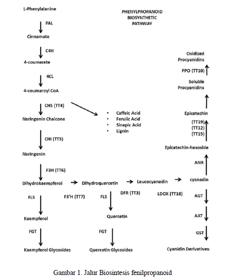 Media Pembelajaran Kimia: Fenil Propanoid