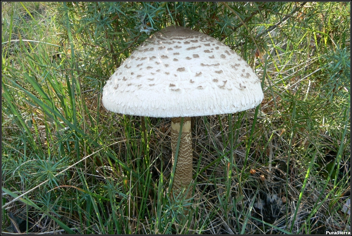 PuraSierra: Todo sobre la Macrolepiota procera, la seta fronteriza