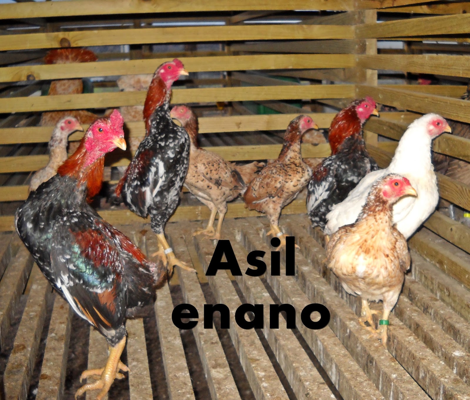 Aves Bierzo: Asil enano