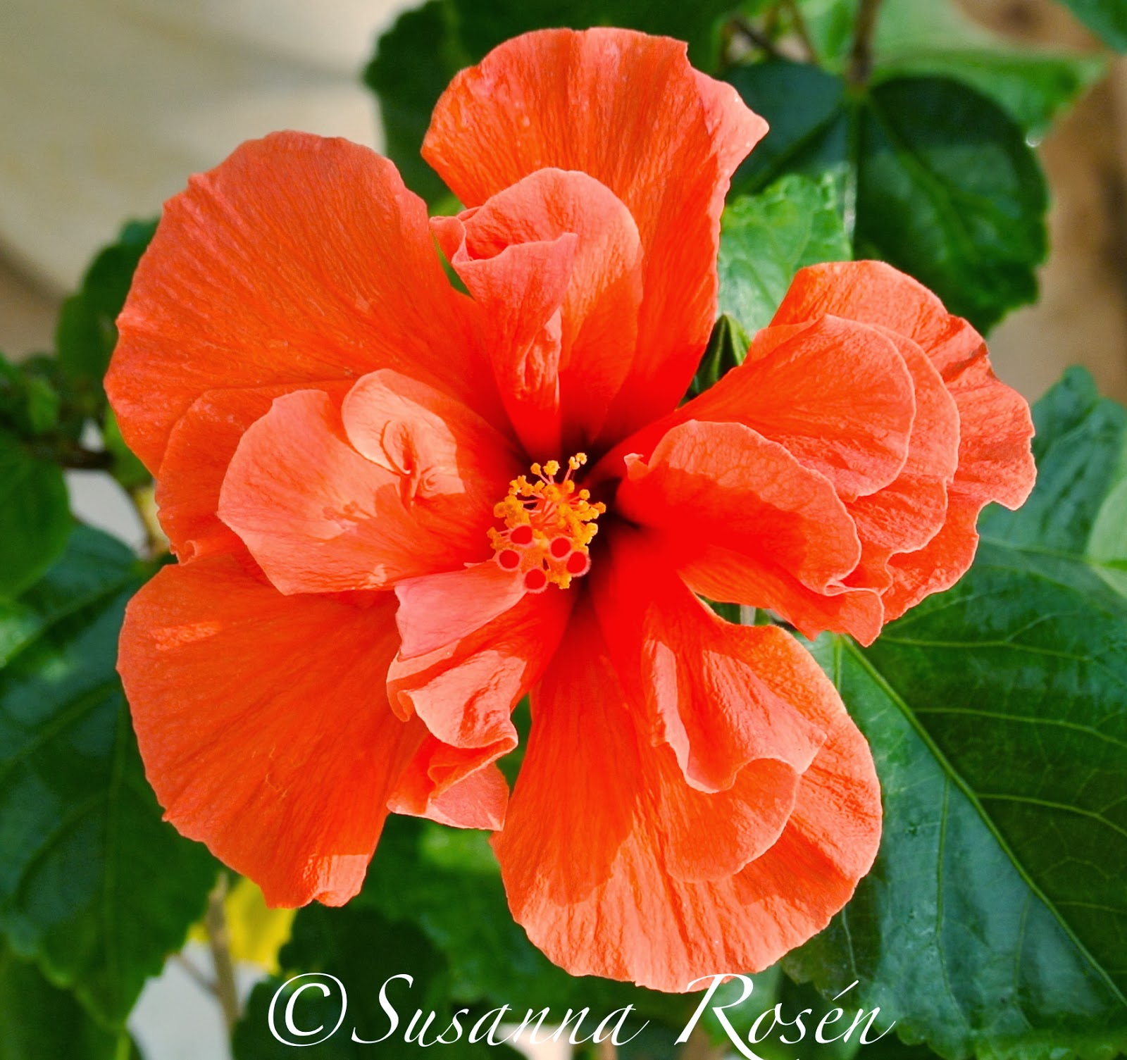 The House of Susanna / my life in India : My Christmas hibiscus is in ...