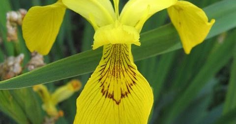 The Flower-de-luce or Fleur-de-lis | A Shakespeare Garden