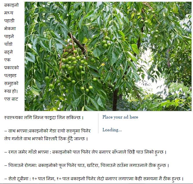 about bakaino tree - Mero Samachar
