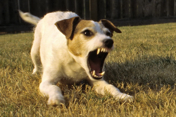Are Parson Russell Terrier Aggressive