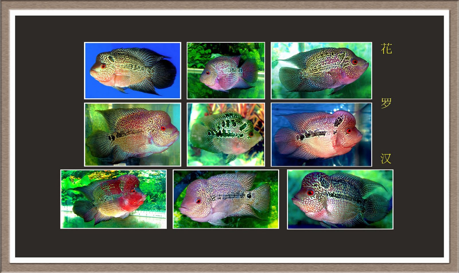 Happy Petsland And Aquatic: flowerhorn fish