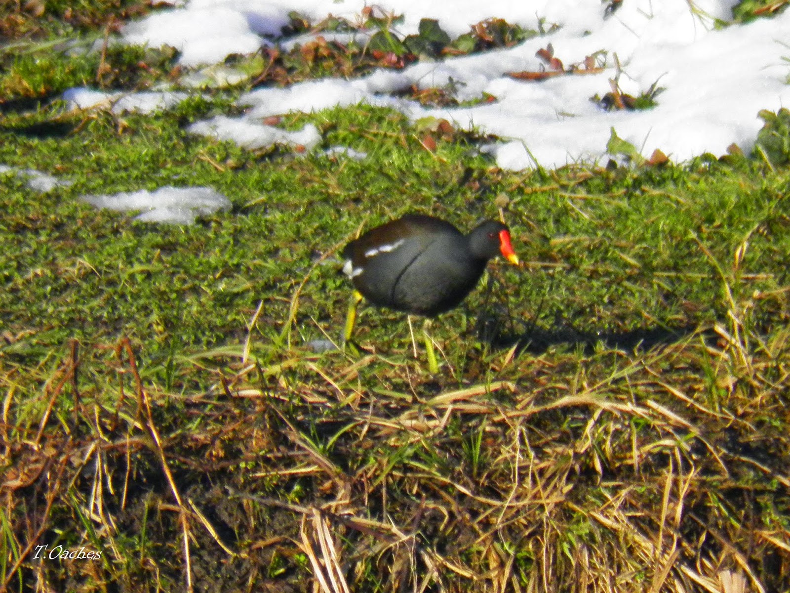 Pasari: Găinușă de baltă (Gallinula chloropus) -Pasăre sălbatică ...