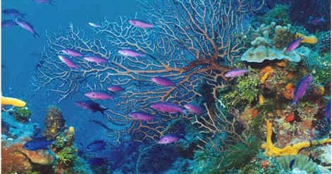 Biologia Marina: ¿Qué es la biología marina?