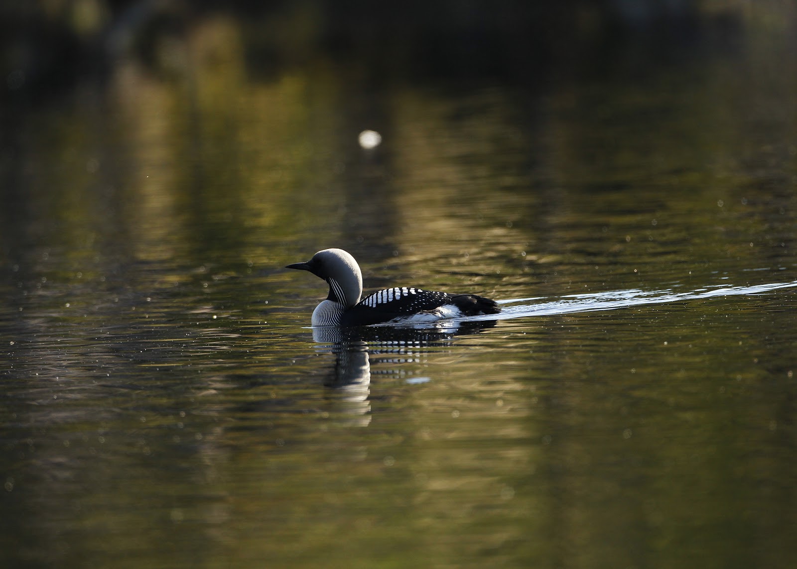 Swimming to Flying duck Motion | Duck Trying to Fly in The River ...