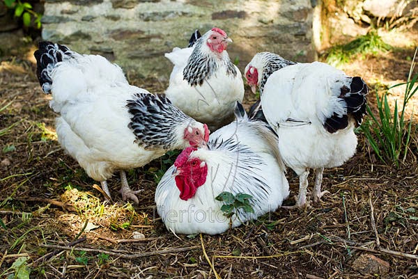 ALL CHICKEN BREEDS FROM GERMANY