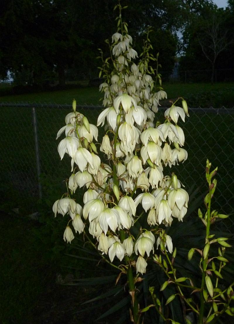 Simple Home Security - Plants for Protection - Spanish Dagger | Self ...