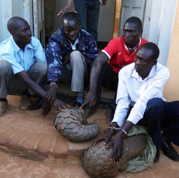 Two In Police Cells Over Pangolin Scales Worth Shs251 Million - 24TzOnline