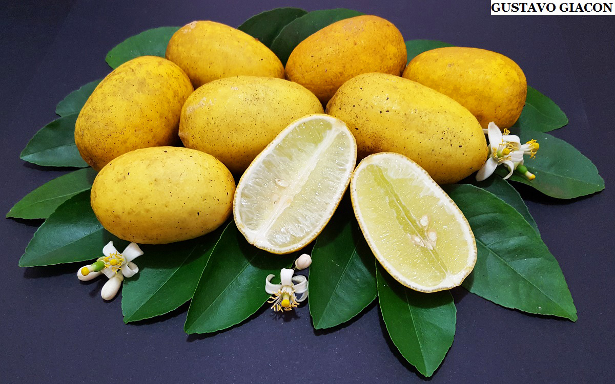 Viveiro Ciprest - Plantas Nativas e Exóticas: Limão Galego Comprido ...