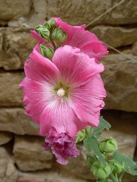 La Rioja de la A a la Z: ALCEA ROSEA - MALVA REAL - Flor