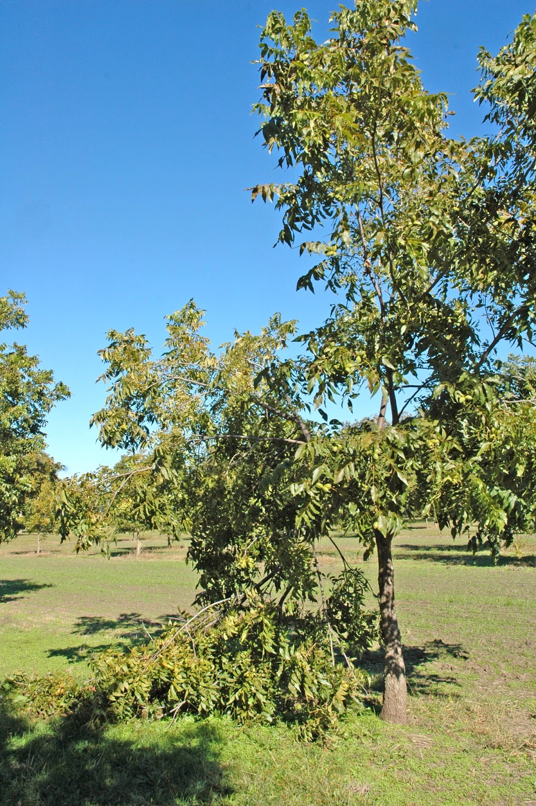 Northern Pecans: Heavy pecan crop + poor limb structure = limb breakage