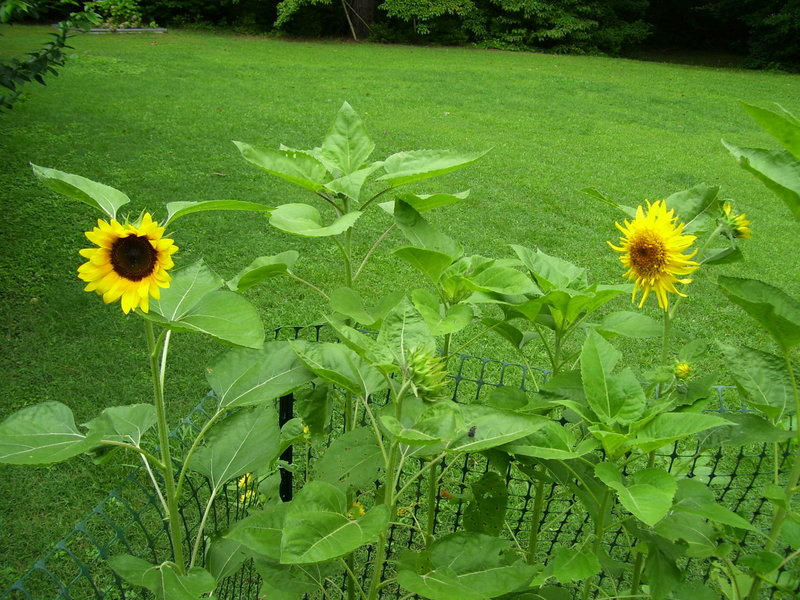 Backyard Pond: Sunflower Patch