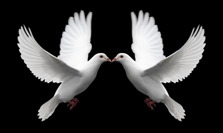 Jendela Hewan: Asal-usul Kenapa Merpati Menjadi Simbol Cinta