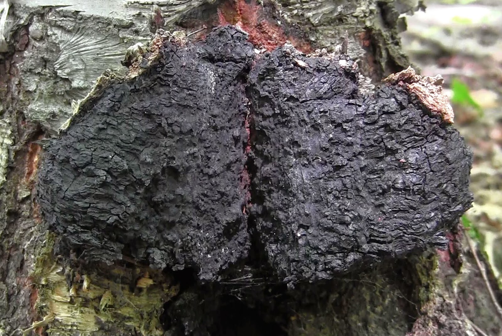 Being Herbalism: Chaga and the Wild Harvesting Dilemma
