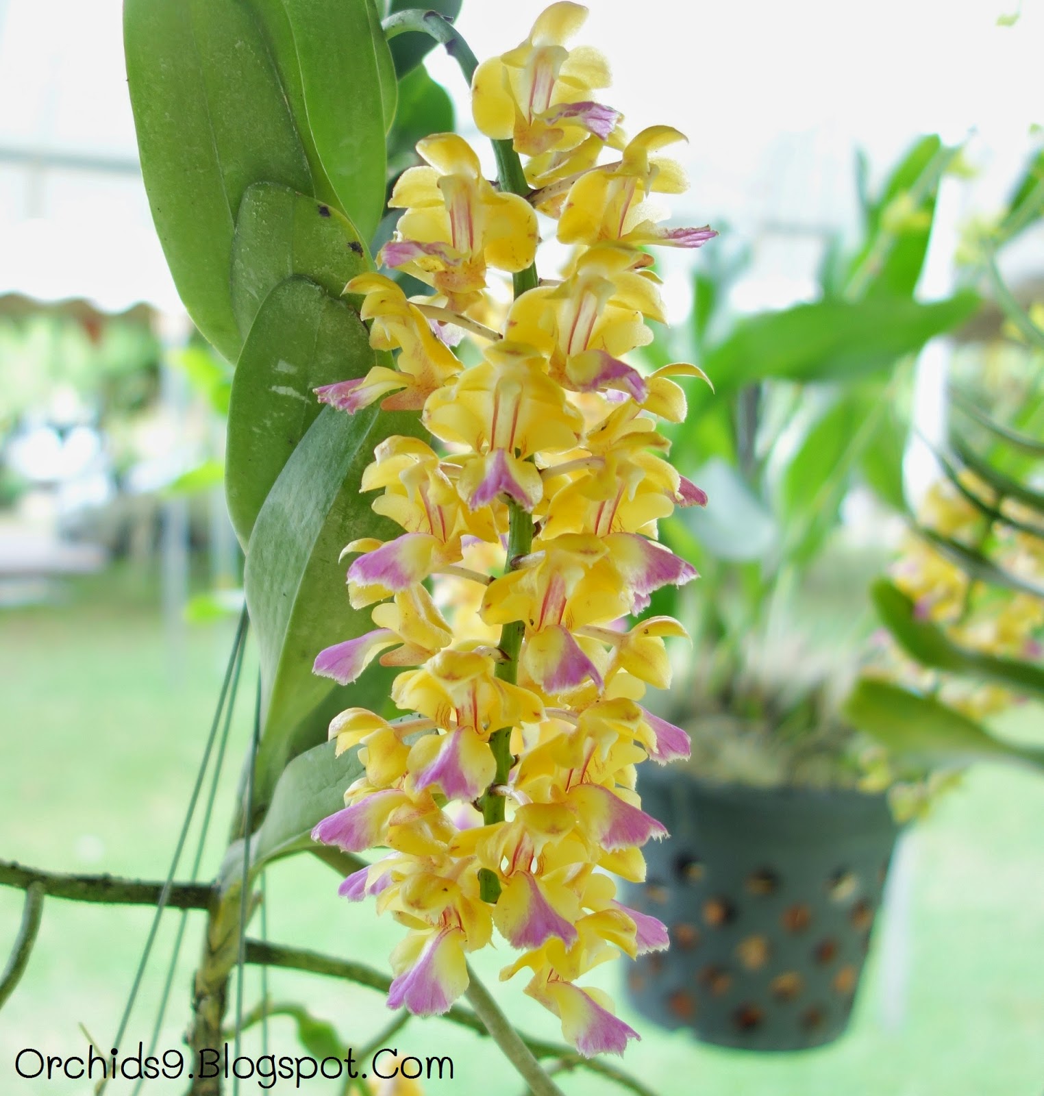 Orchids Flowers Pictures Bulbophyllum Vanda Cattleya Cymbidium ...