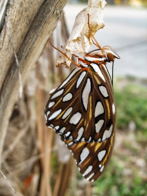 ¿Qué Pasa, Miami?: Beautiful Bugs