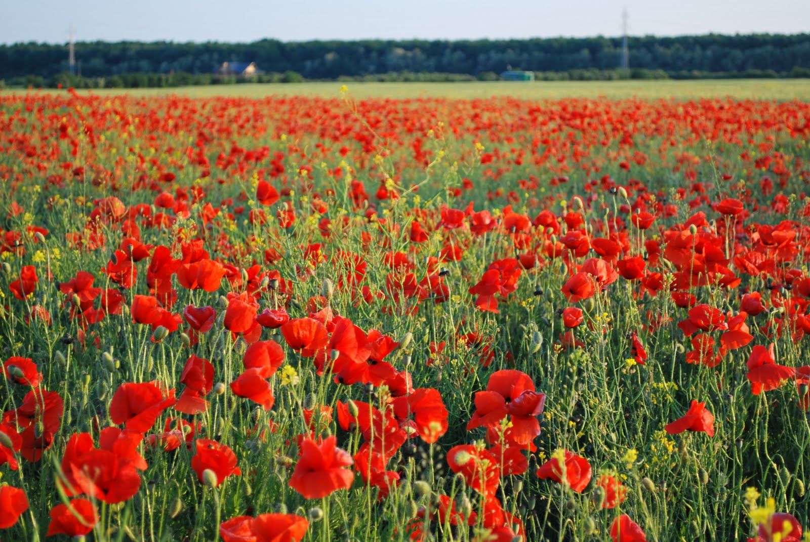 Elena Toma - Club XXL: Rătăcite printre maci - Elena Toma