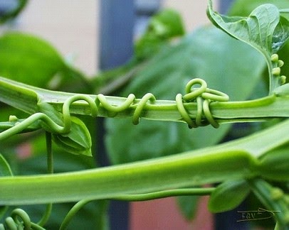 Hablemos de....: Tallo: Función, estructura y adaptaciones al medio