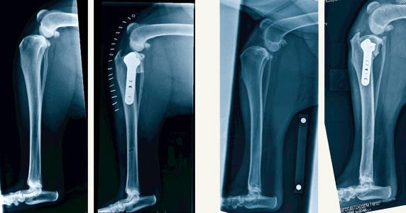 Bilateral TPLO Surgery: Dexi's Recovery: Day After Surgery