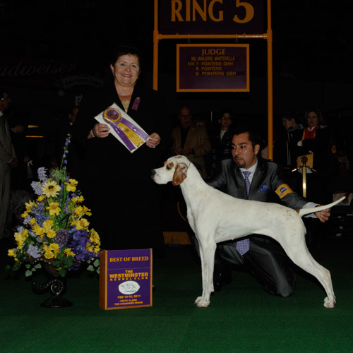 DOG SHOW POOP: WESTMINSTER POINTERS